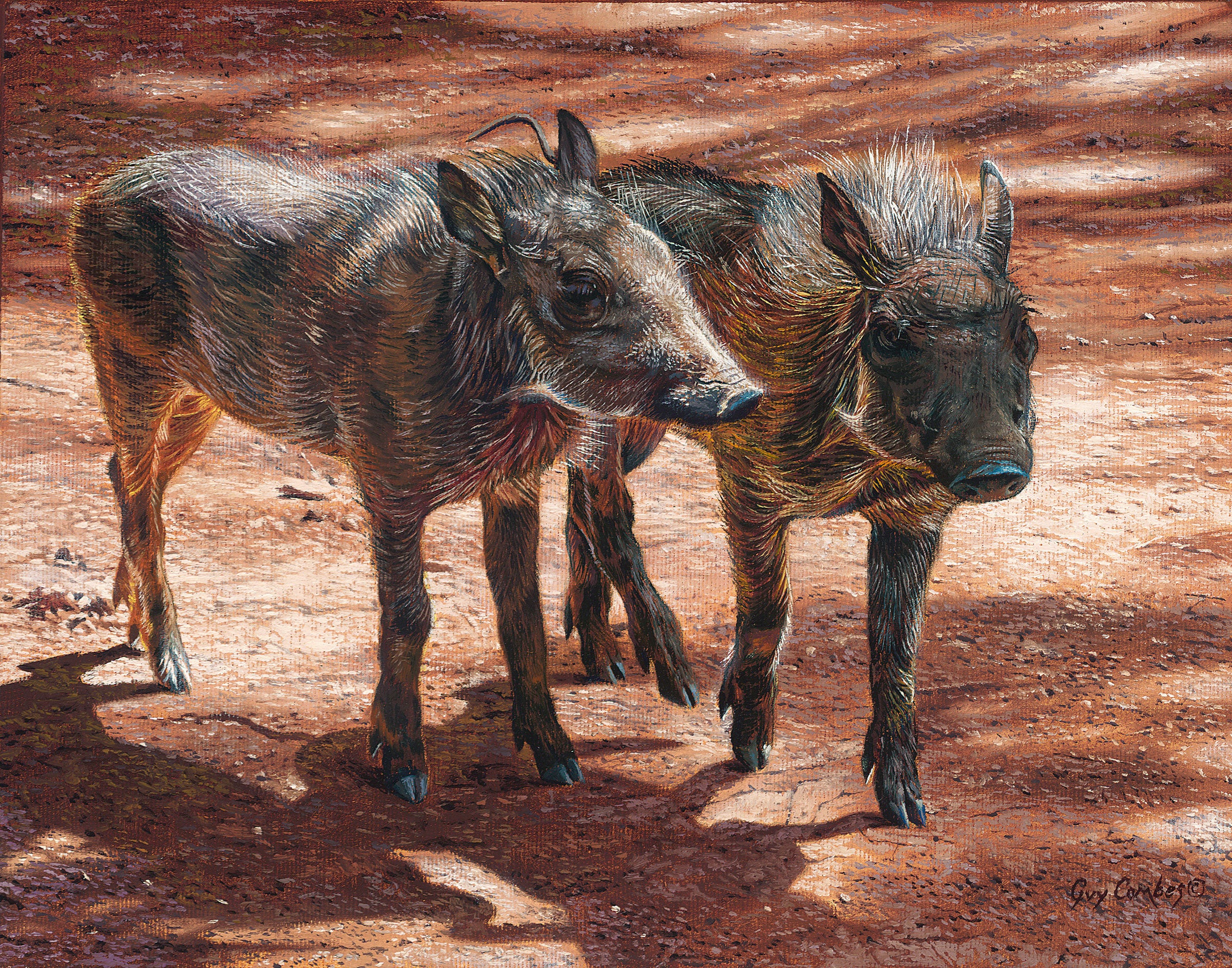 These Little Piggies – Combes Studios